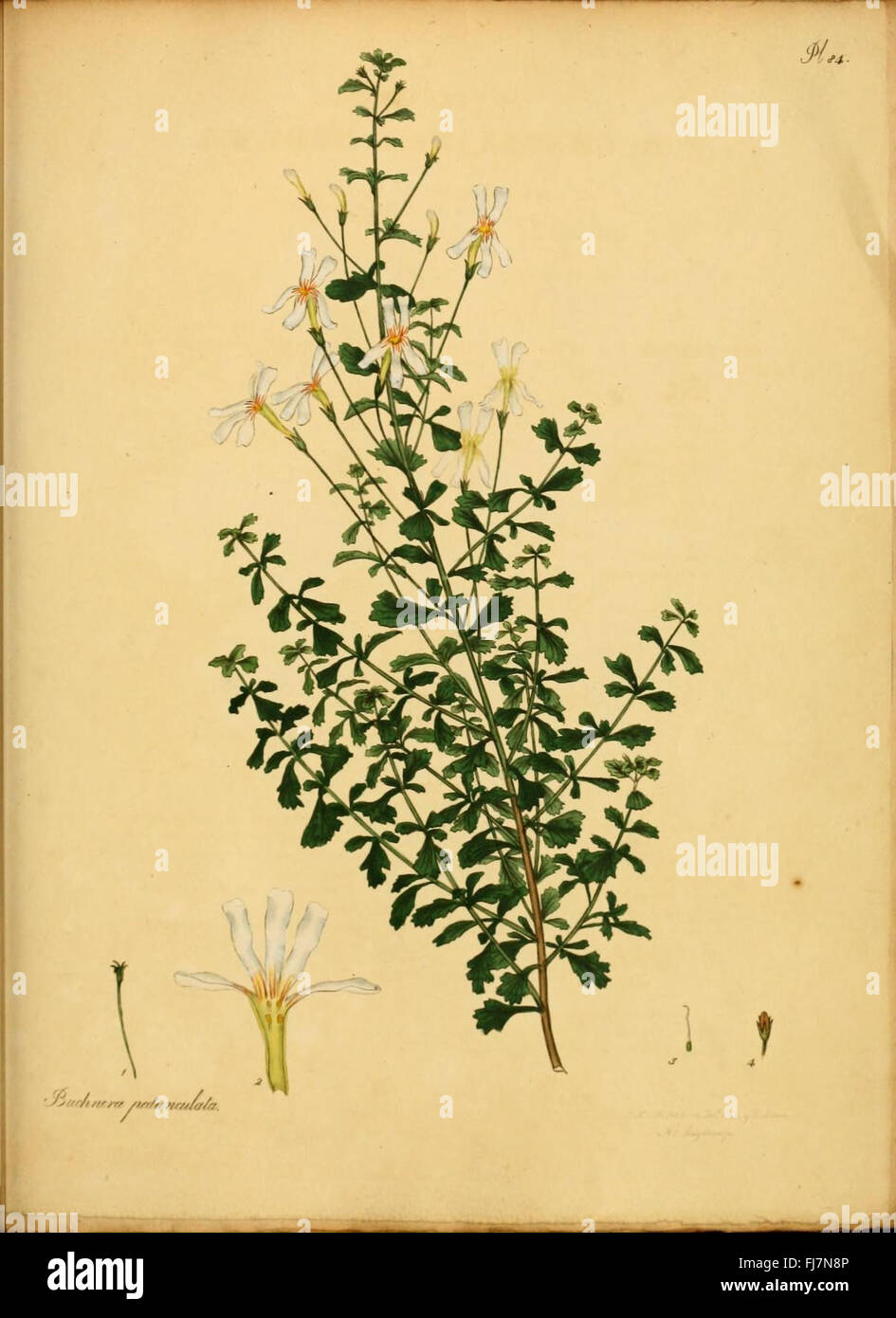 The Botanist's Repository, Volume 84, showcasing new and rare plant ...
