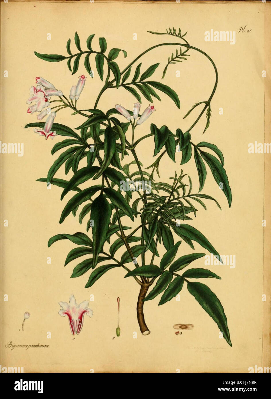 A botanical reference work showcasing new and rare plant species with ...