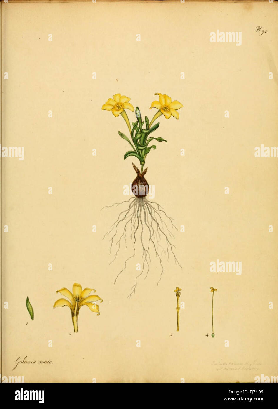 The Botanist's Repository, for New and Rare Plants (Pl. 94) - A ...