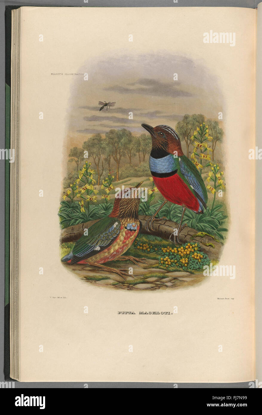 Monograph on the Pittidae Family, Ant-Thrush Birds, Pictorial Study ...