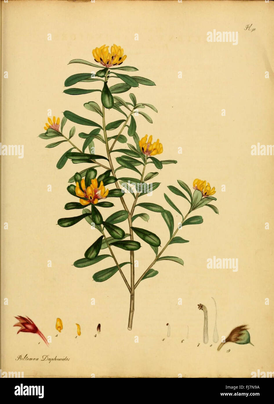A botanical work showcasing new and rare plant species, focusing on ...
