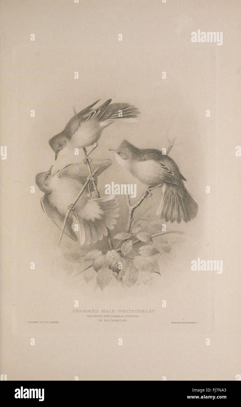 A study on the British warblers, focusing on various species of small ...