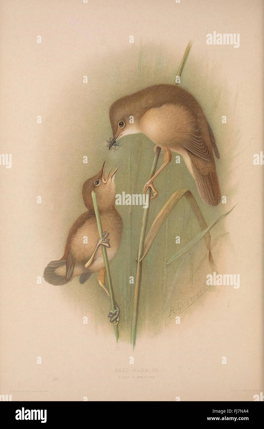 The British Warblers Stock Photo - Alamy