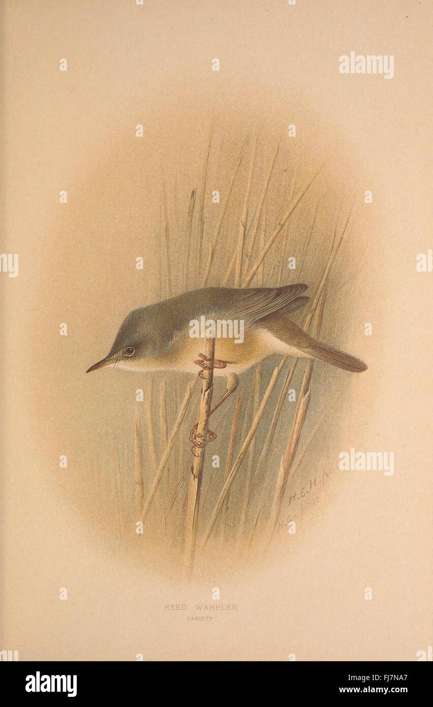 A detailed study on the British warblers, focusing on identification ...