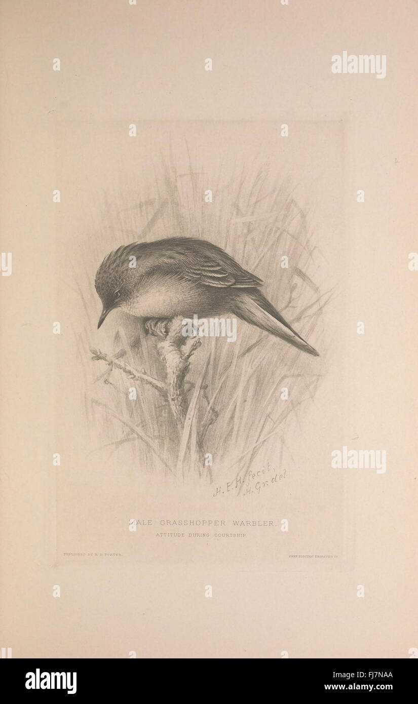 Illustration of British warblers from the Sylviidae family, part of a ...
