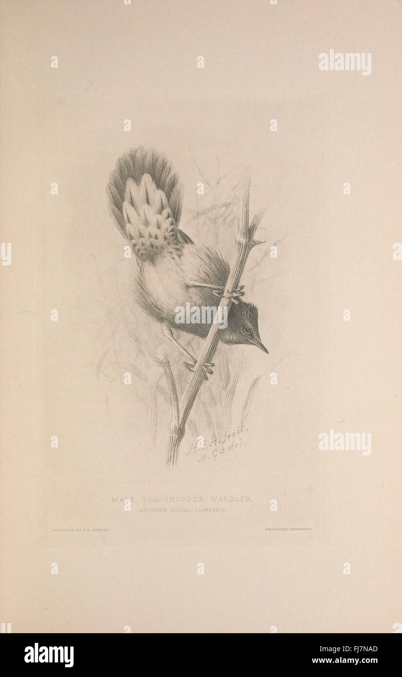 The British Warblers (Pl. 11), Birds, Great Britain, Smithsonian ...