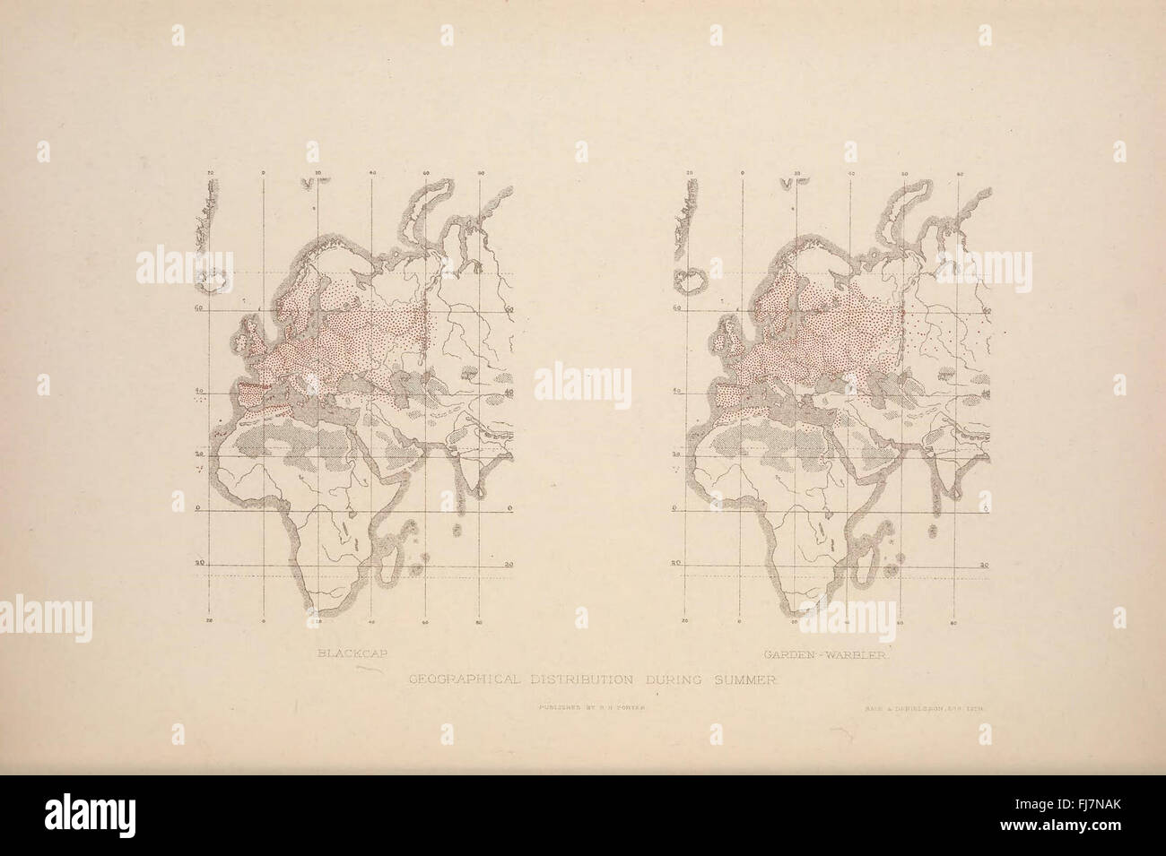 The British warblers (Pl. 14 Stock Photo - Alamy