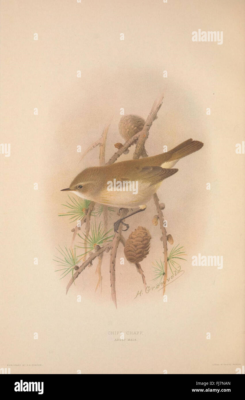 An illustrated guide to the British warblers, with detailed species and ...