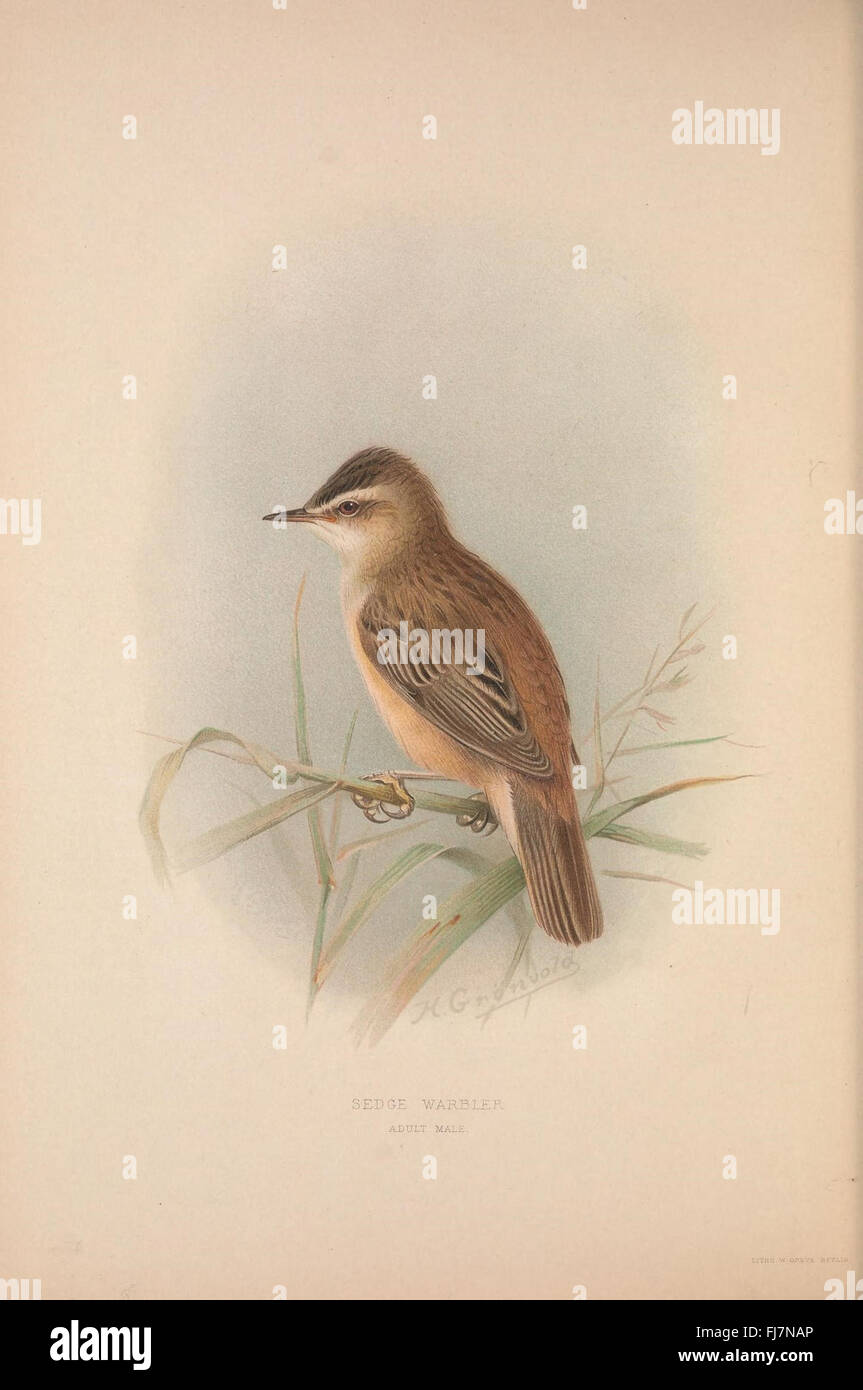 An illustration of British warblers, showcasing species from the ...