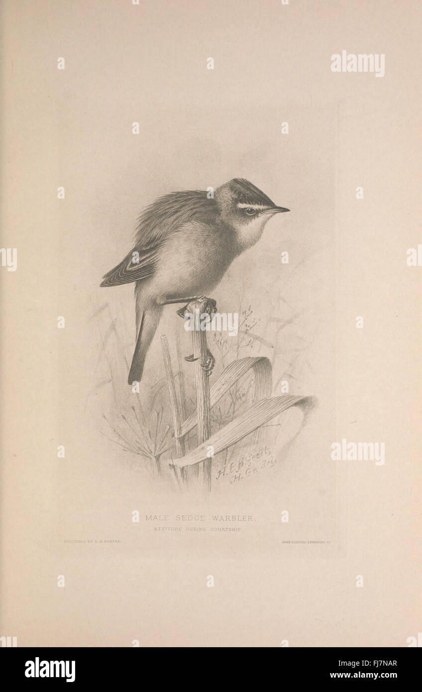 The British warblers (Pl. 3): Detailed illustrations of British ...