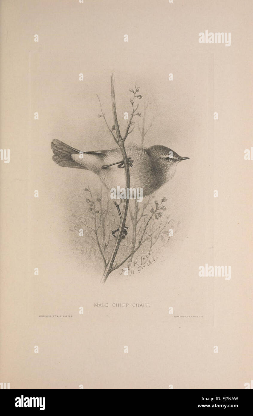 An illustration of British warbler species, showcasing the diversity of ...