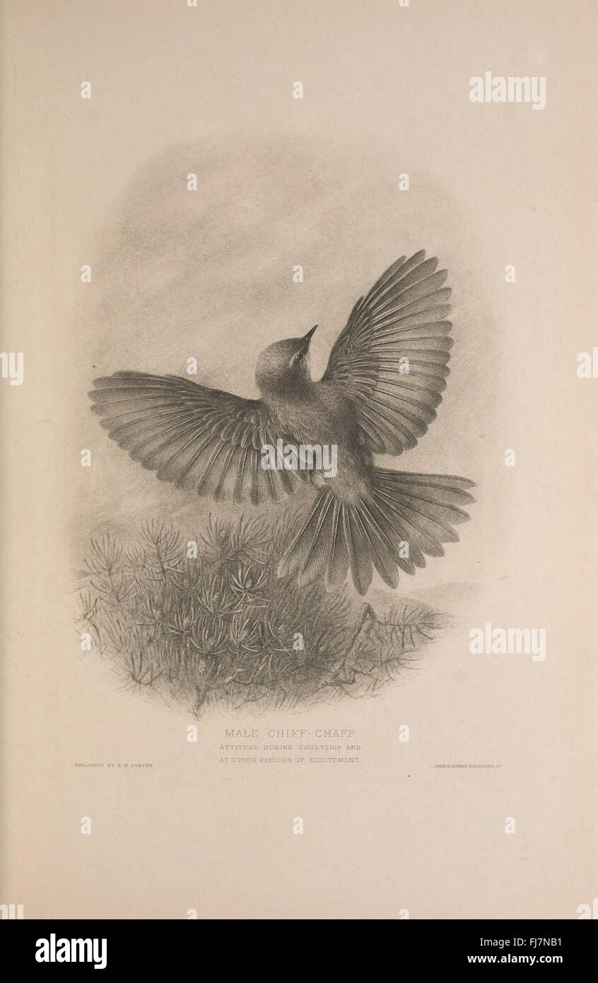 The British warblers (Pl. 5 Stock Photo - Alamy