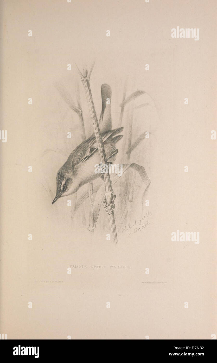 An illustration of British warblers, focusing on species within the ...