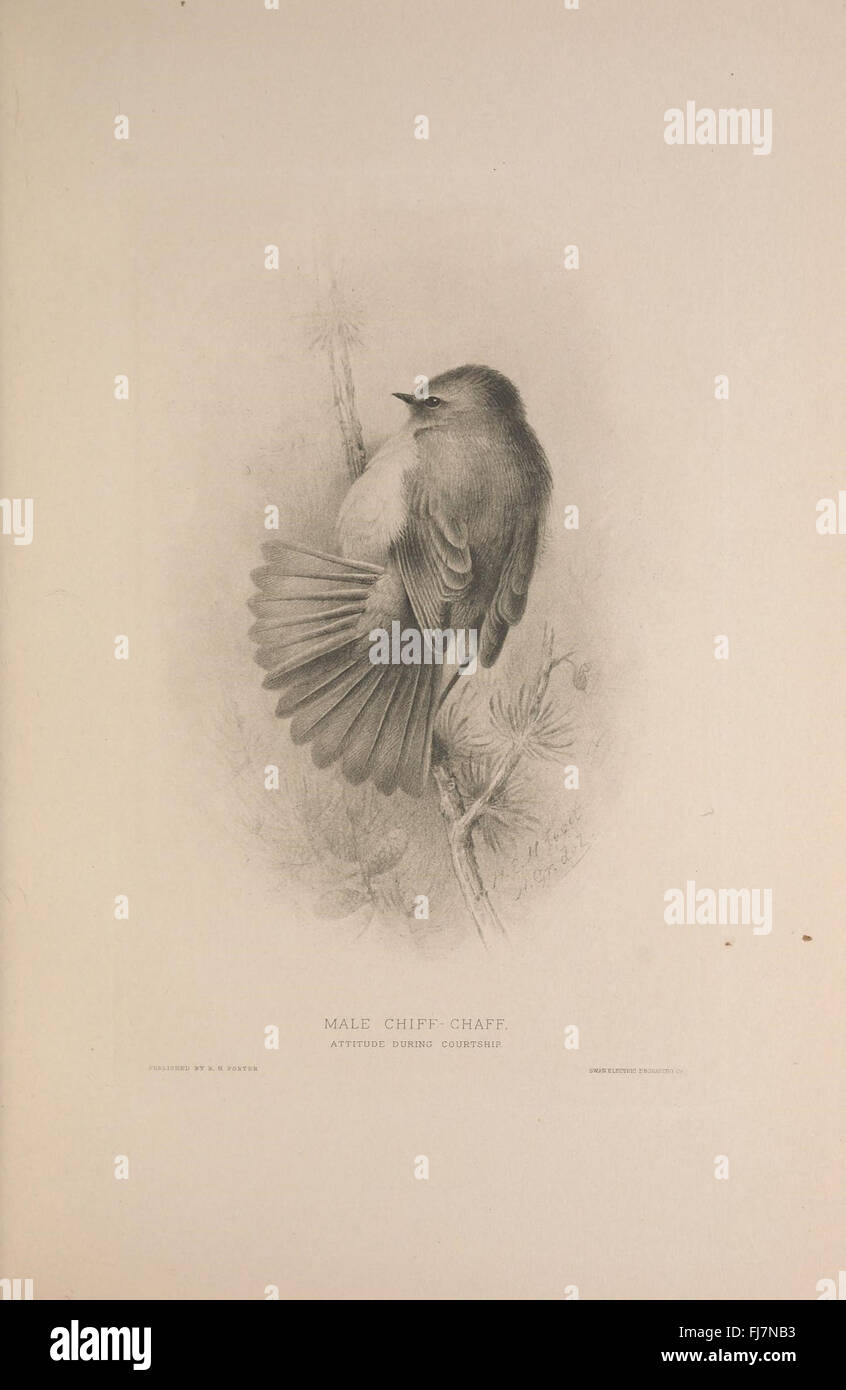 The British Warblers (Pl. 6) - A study of British warblers, detailing ...