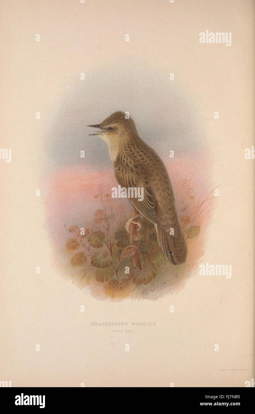 Another study of British warblers, detailing their species, behavior ...