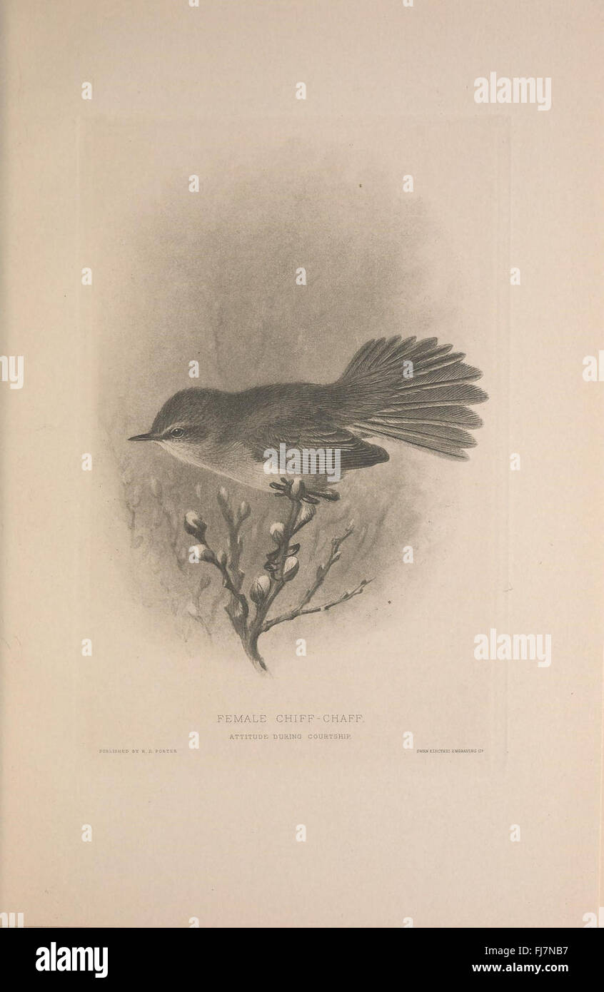 The British Warblers (Pl. 8) - A comprehensive study of warbler species ...