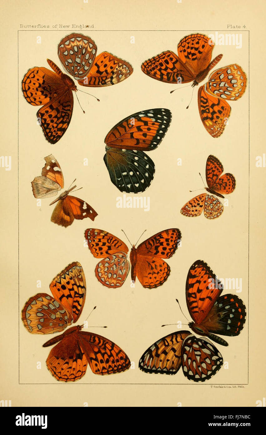 A comprehensive guide to the butterflies found in the eastern United ...