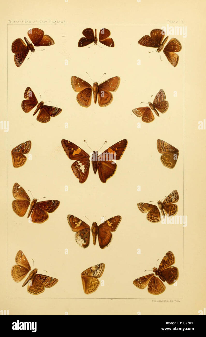 The Butterflies of the Eastern United States and Canada Stock Photo - Alamy