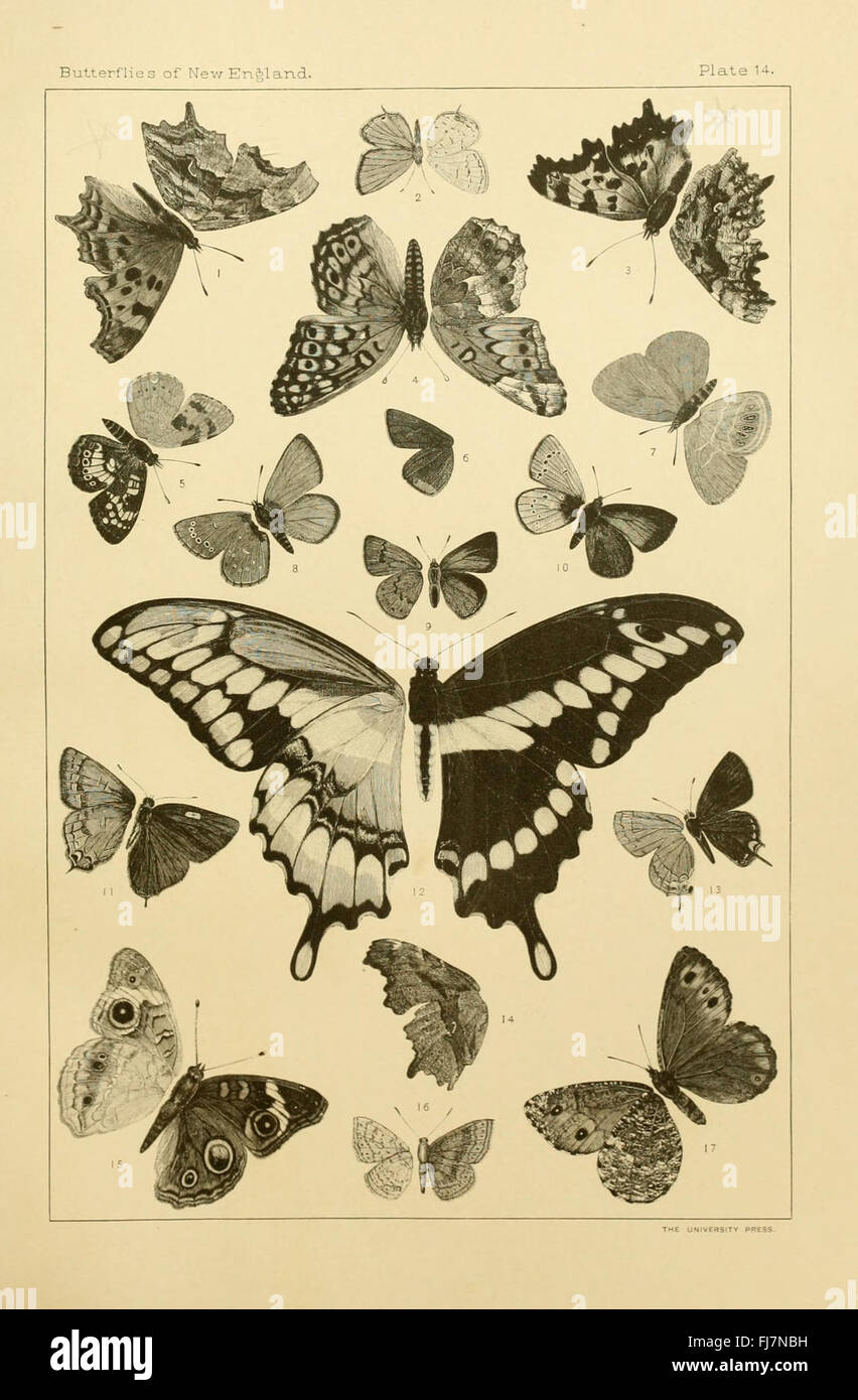 The butterflies of the eastern United States and Canada Stock Photo - Alamy