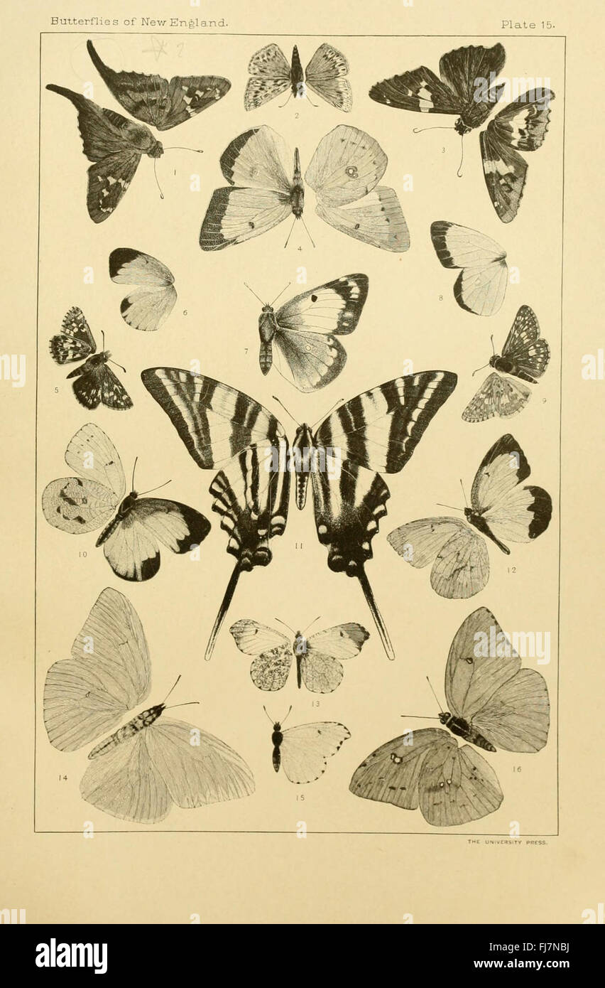 Butterflies of the Eastern United States and Canada, MBLWHOI Library ...