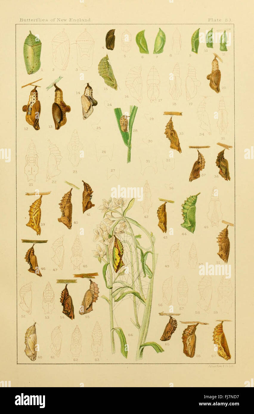 The Butterflies of the Eastern United States and Canada Stock Photo - Alamy