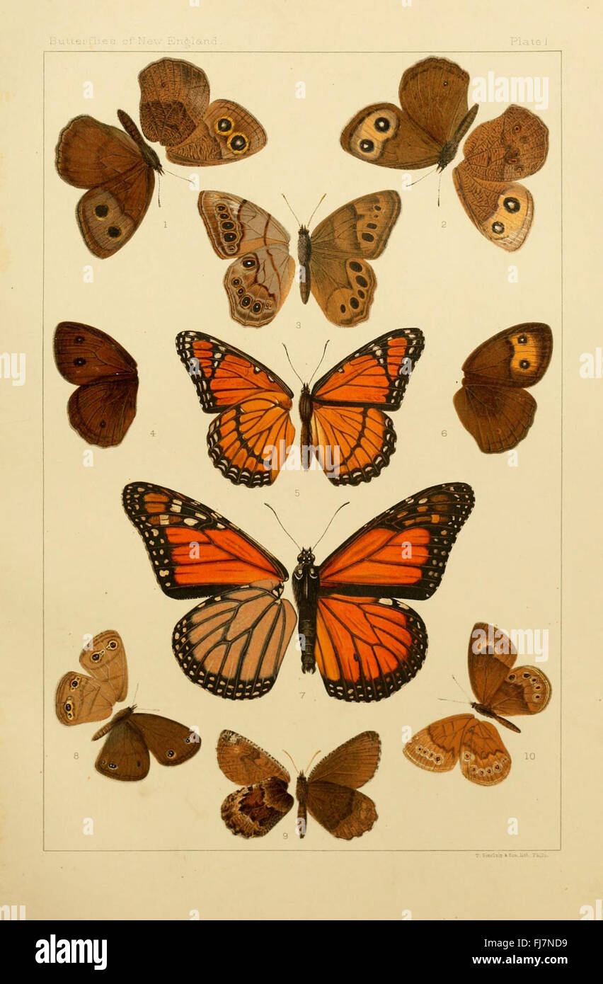 The butterflies of the eastern United States and Canada, Butterflies ...