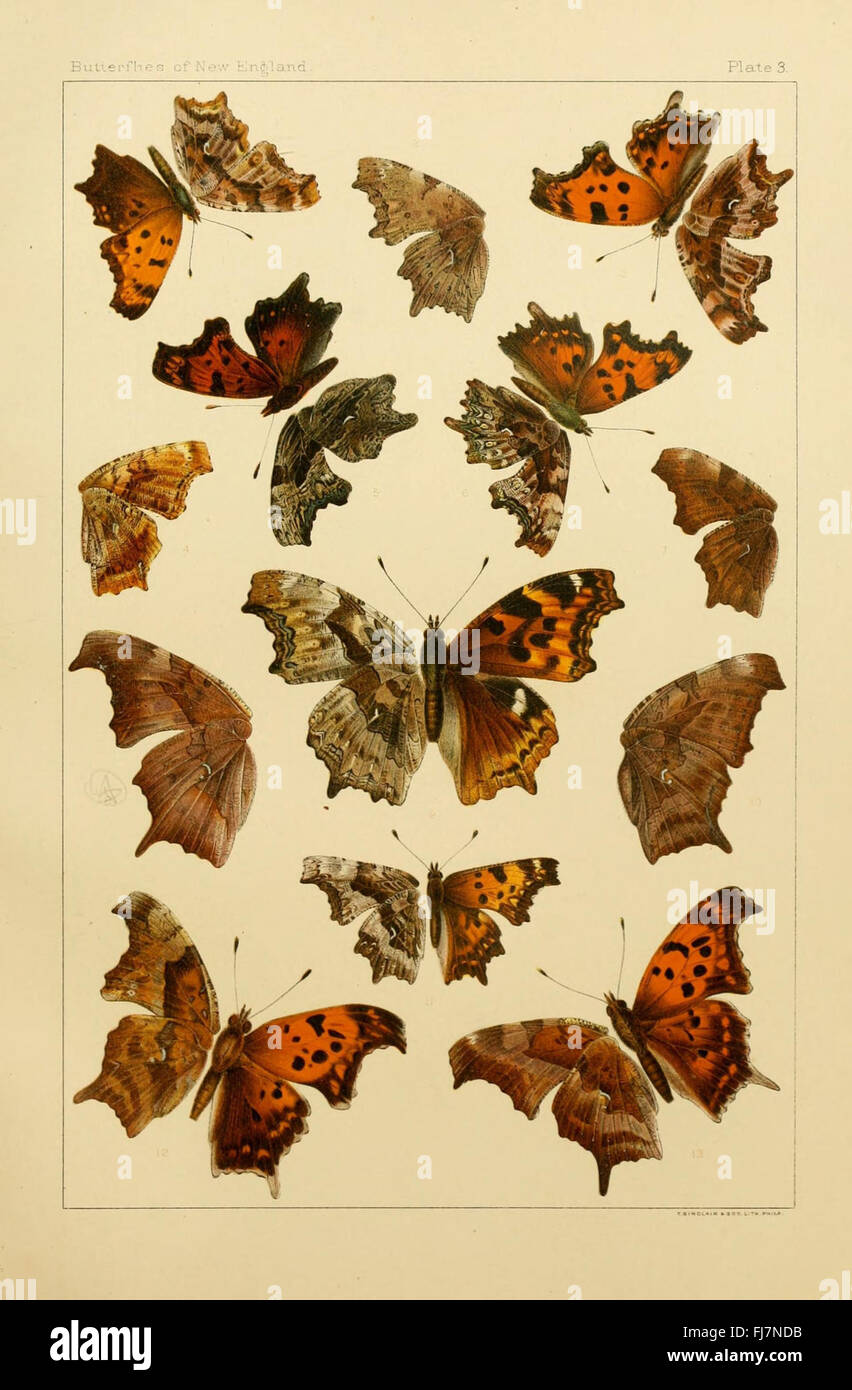 The Butterflies of the Eastern United States and Canada: A ...