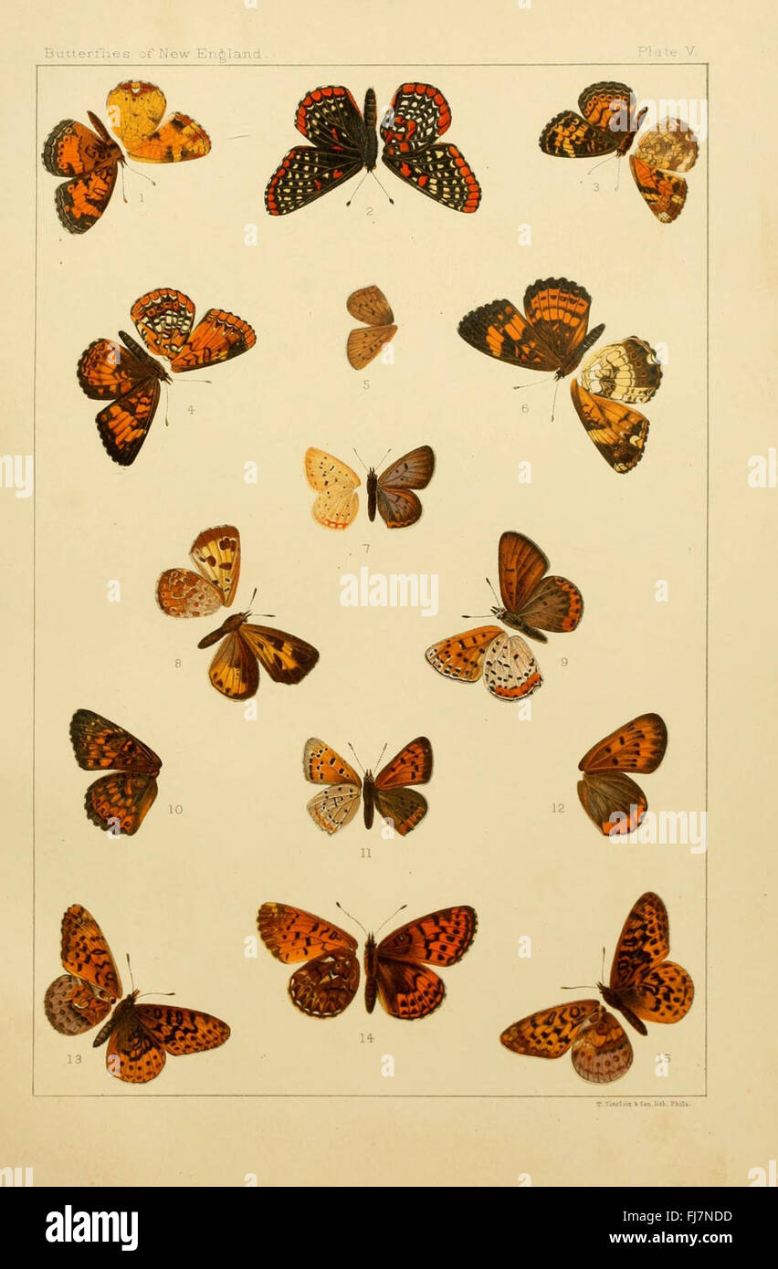 A comprehensive guide to the butterflies of Eastern United States and ...