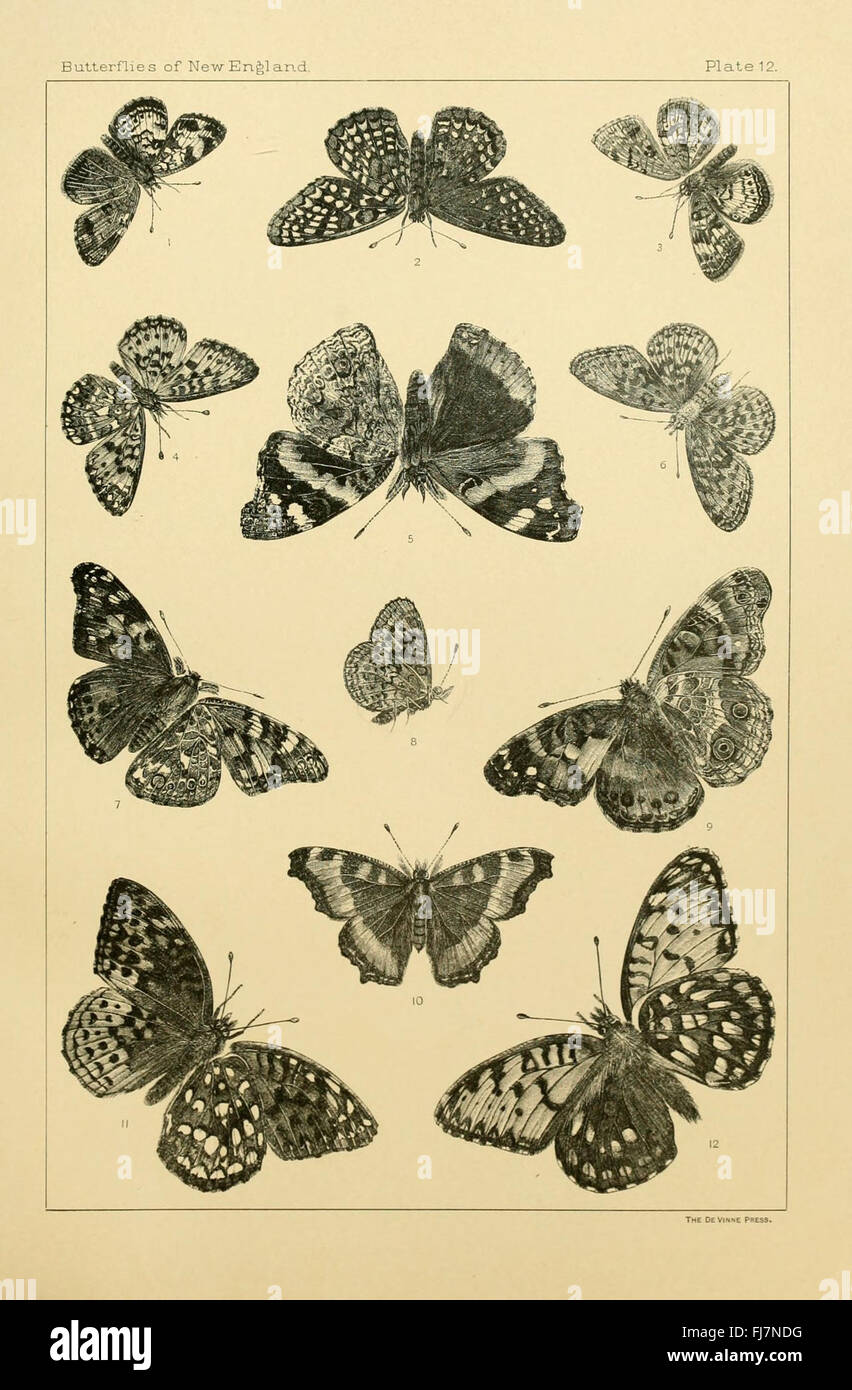 The butterflies of the eastern United States and Canada Stock Photo - Alamy