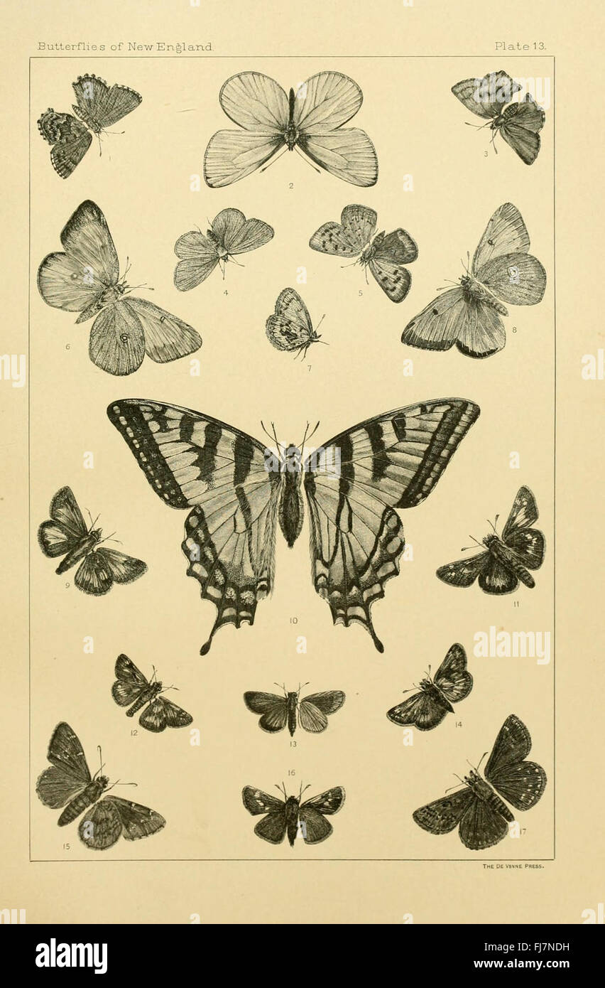 The butterflies of the eastern United States and Canada Stock Photo - Alamy