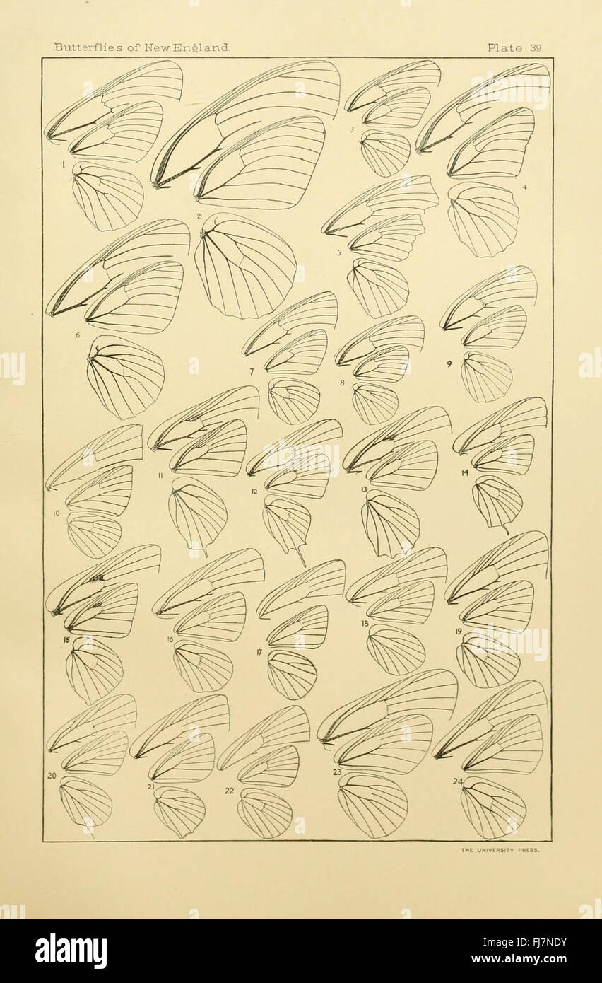 The Butterflies of the Eastern United States and Canada, a detailed ...
