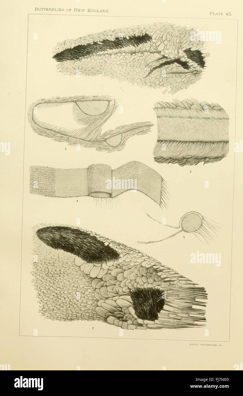An illustrated guide to the butterflies of the eastern United States ...