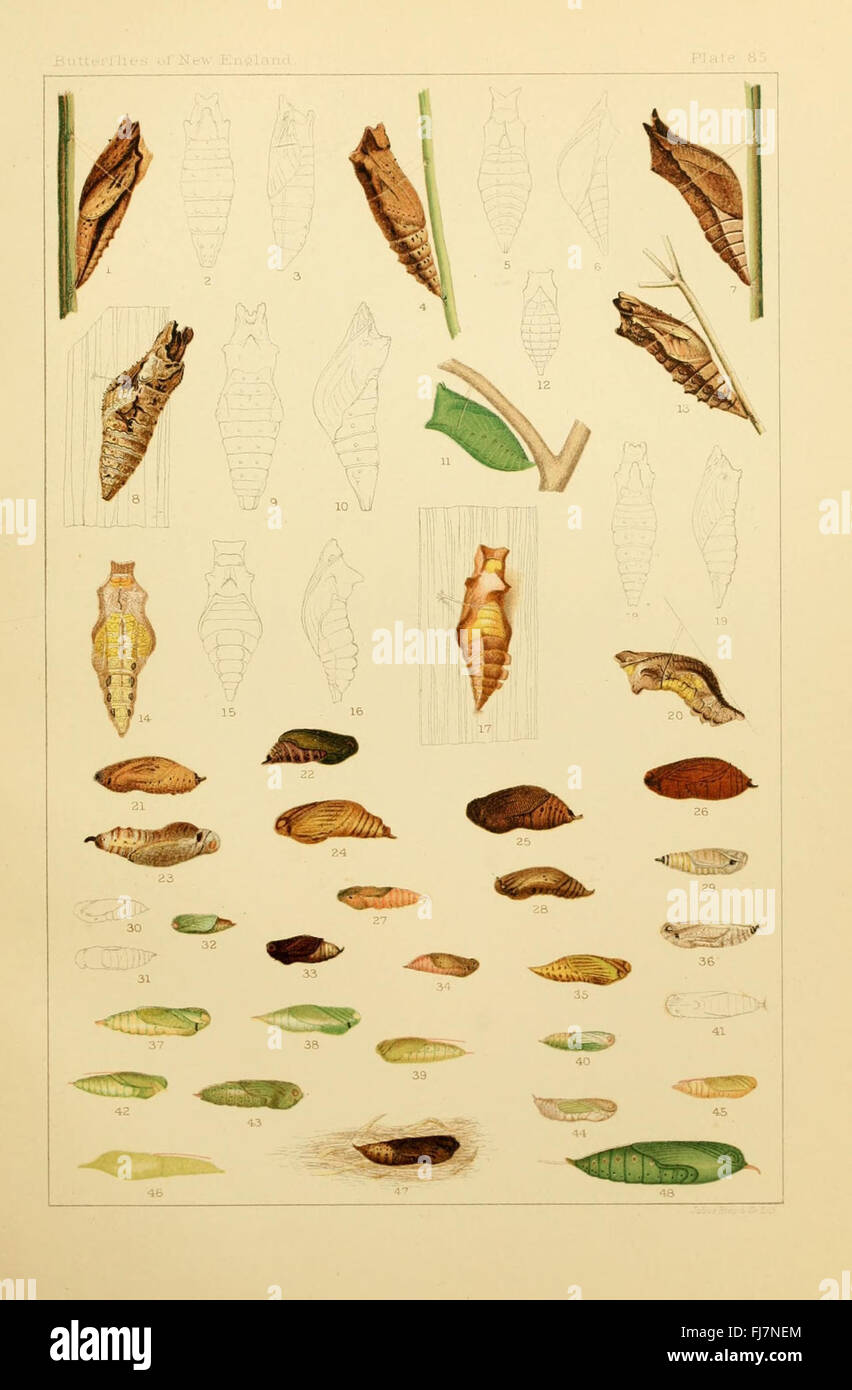 A comprehensive guide to the butterflies of the eastern United States ...