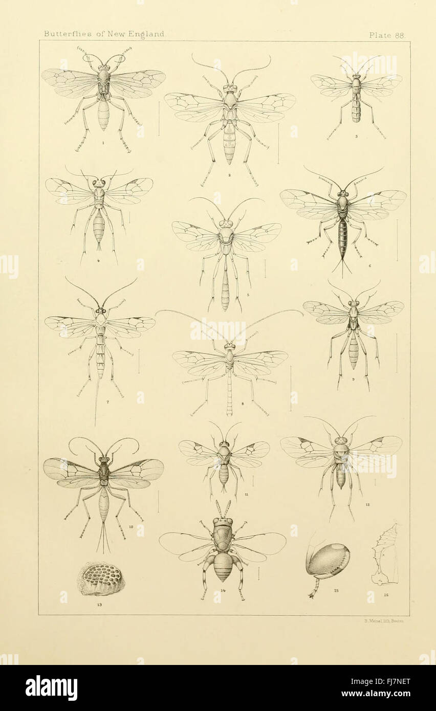 The Butterflies of the Eastern United States and Canada, an in-depth ...