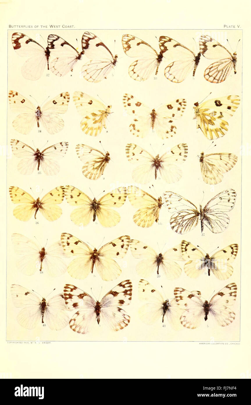 The Butterflies of the West Coast of the United States (Plate V) - A ...