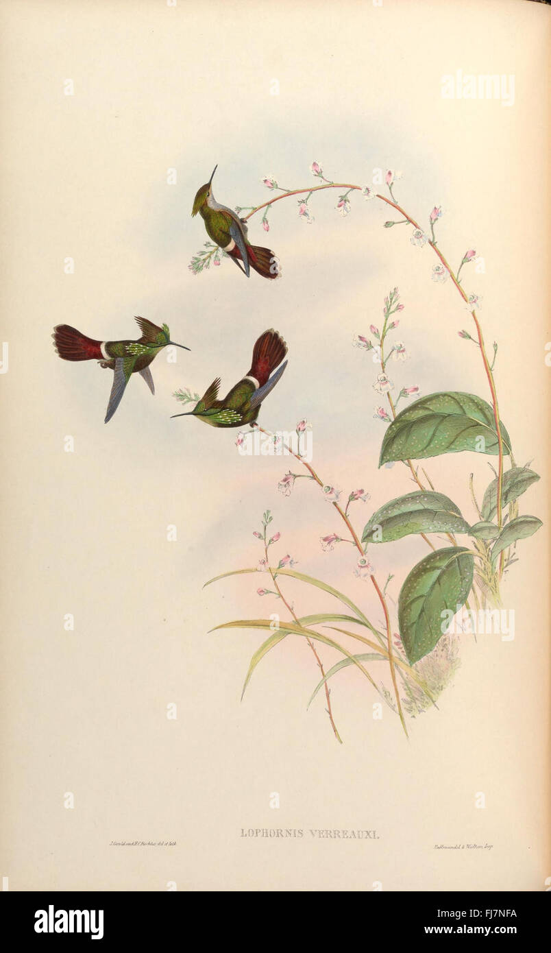 A monograph of the Trochilidae, or family of humming-birds (Plate 125 ...