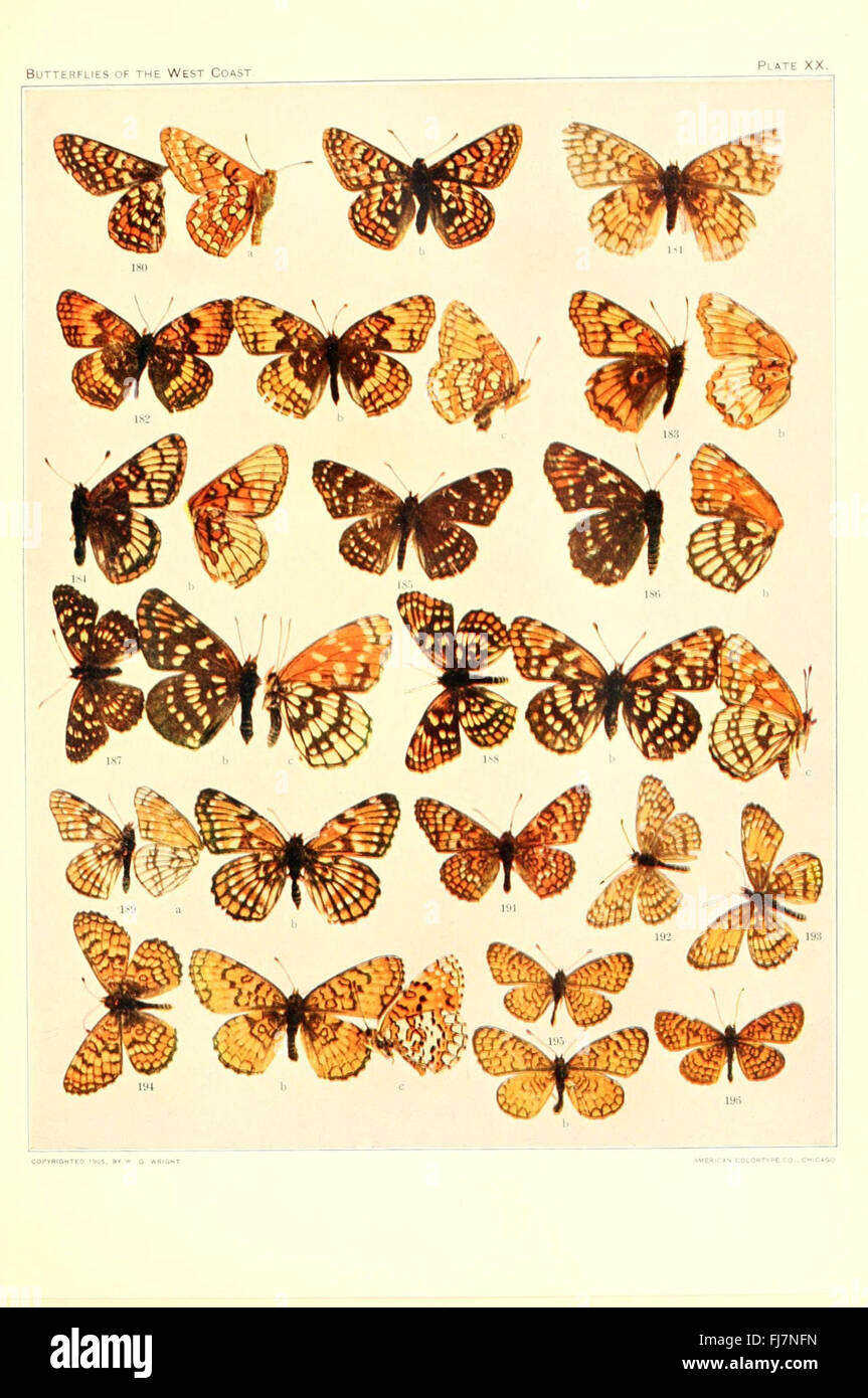 Pacific butterfly species hi-res stock photography and images - Alamy