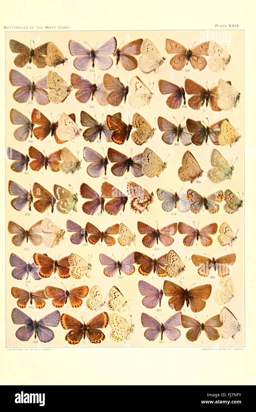 The butterflies of the West Coast of the United States (Plate XXIX ...