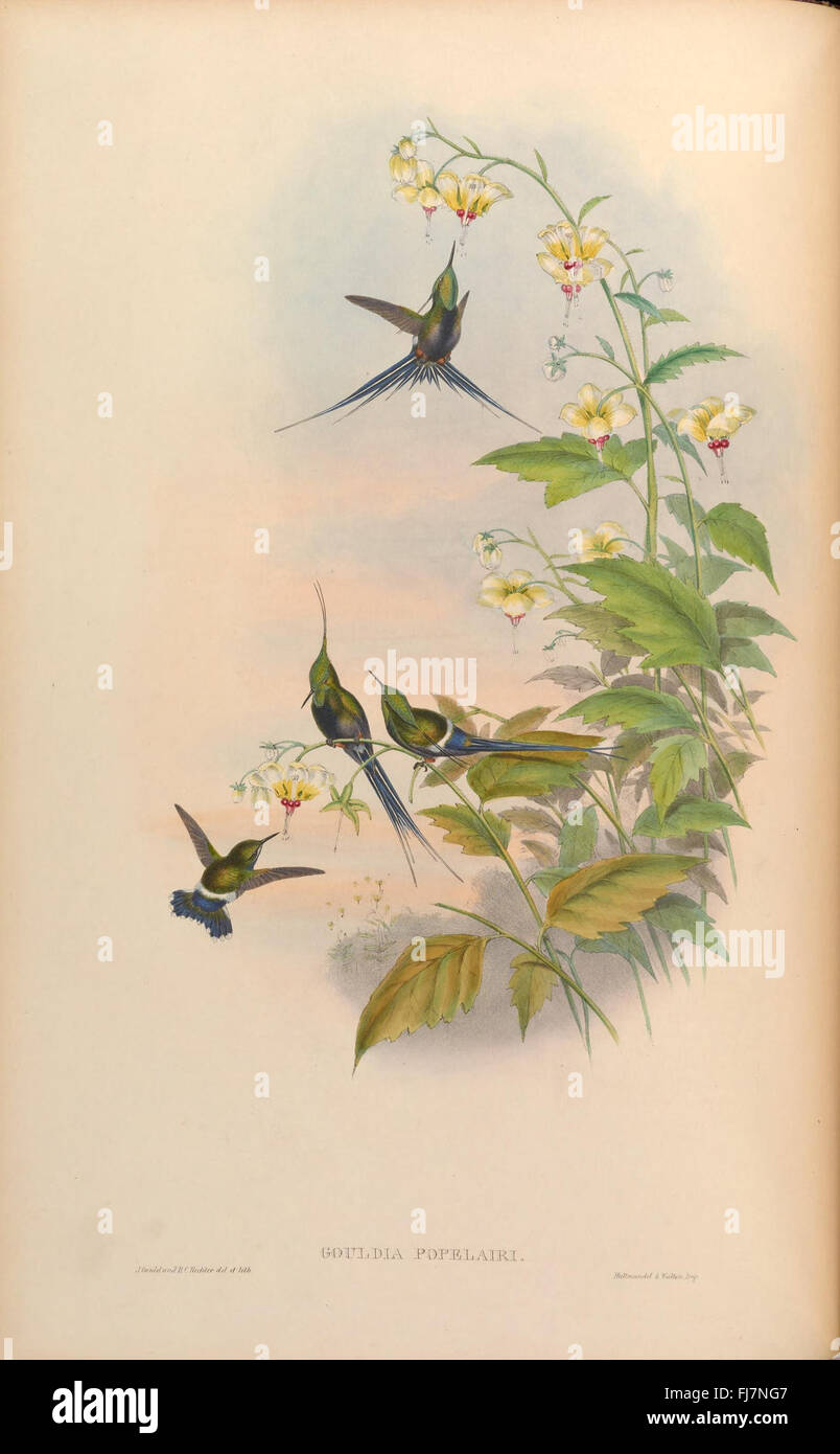 A monograph of the Trochilidae, or family of humming-birds (Plate 127 ...