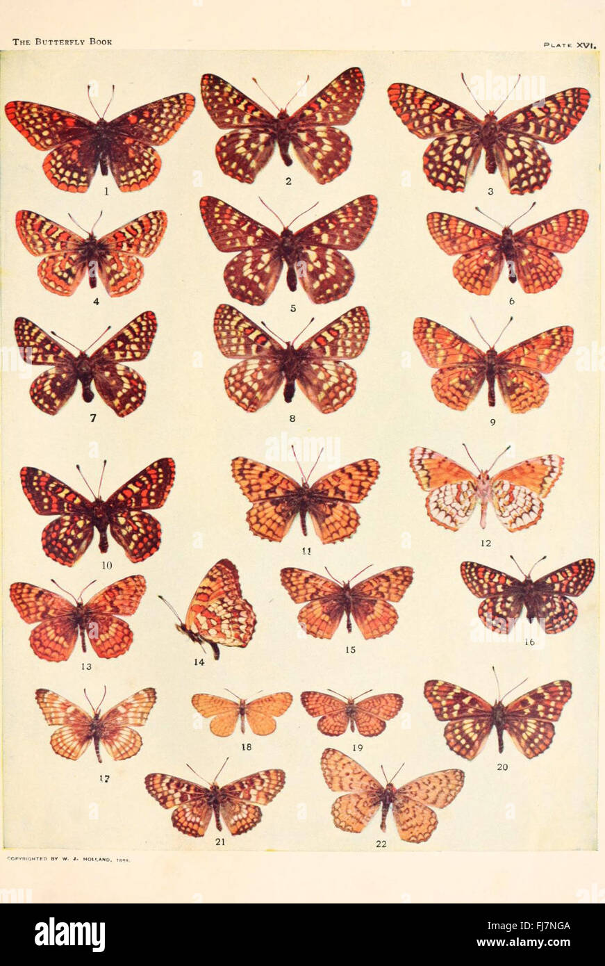 The Butterfly Book - A comprehensive guide to butterflies in North ...