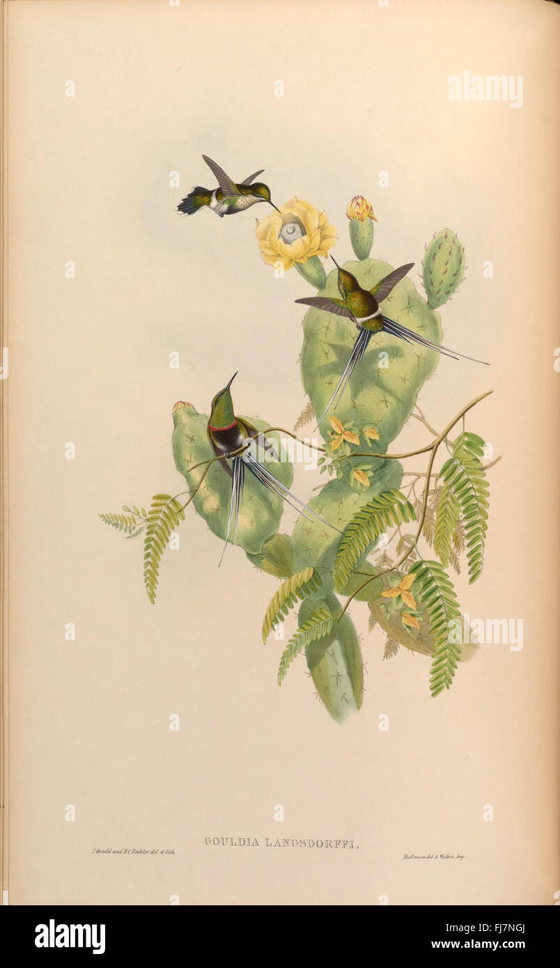 A monograph on the Trochilidae family of hummingbirds, featuring ...