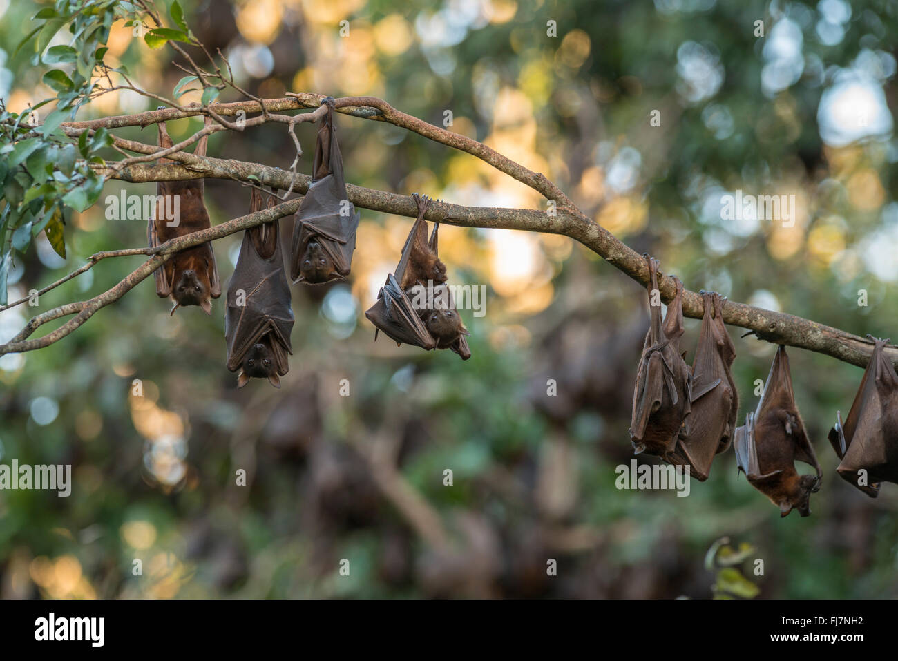 Little Red flying fox carrying her baby roosting and grooming within ...