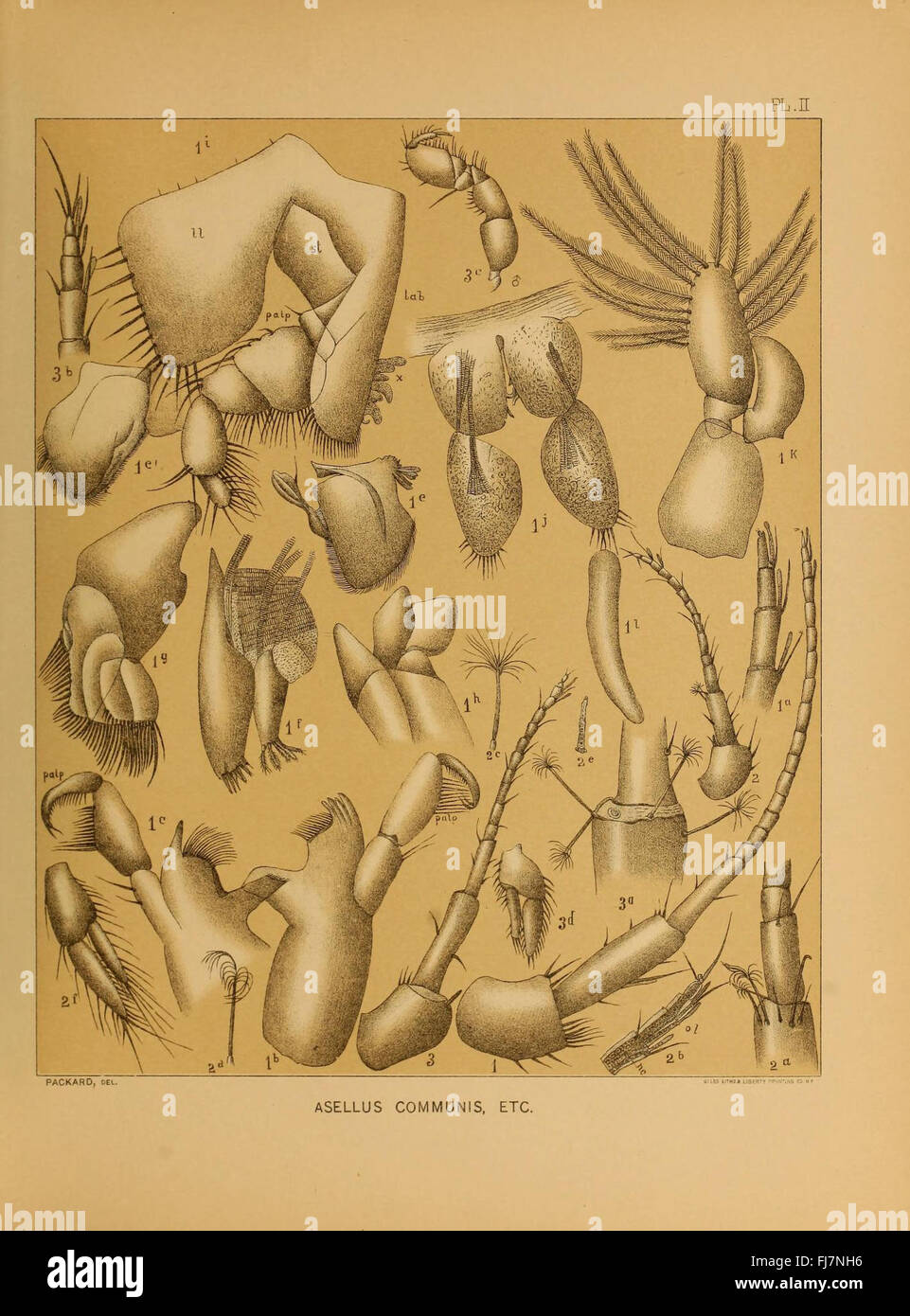 An illustrated study of cave-dwelling animals in North America ...