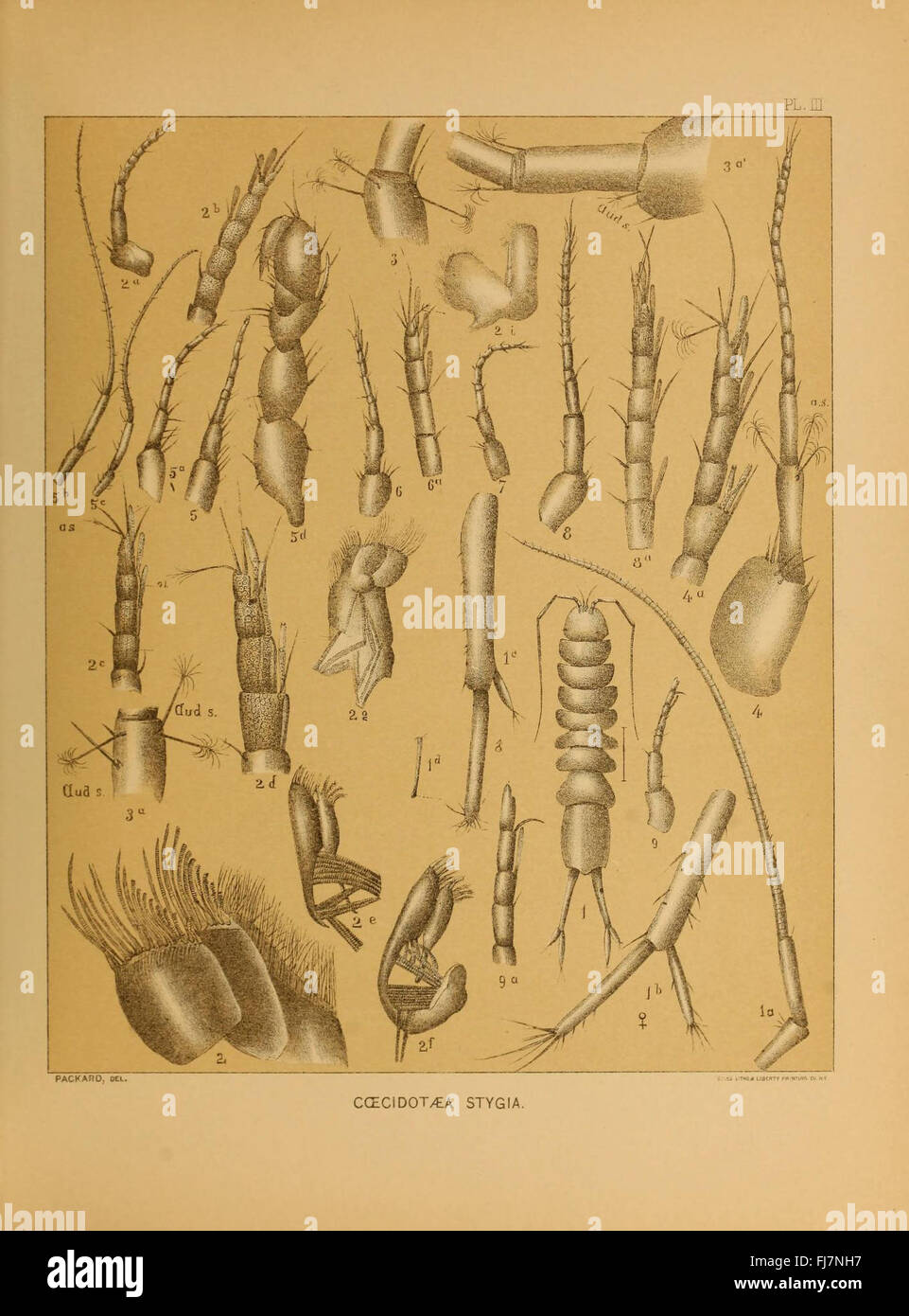 The cave fauna of North America (Pl. III), Cave animals North America ...