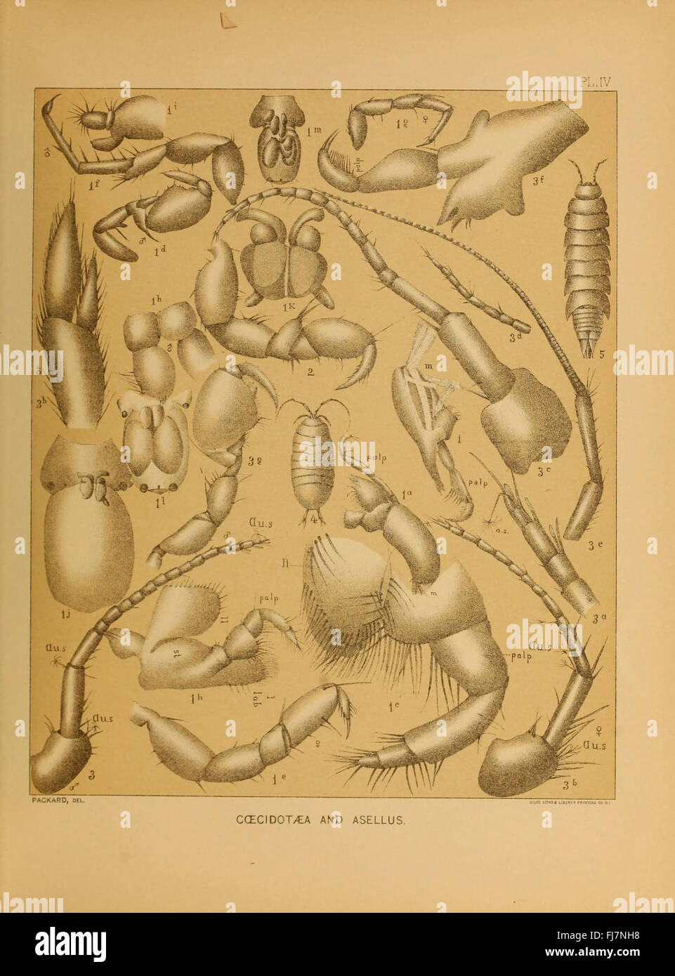 The Cave Fauna of North America (Pl. IV), Cave Animals, North America ...