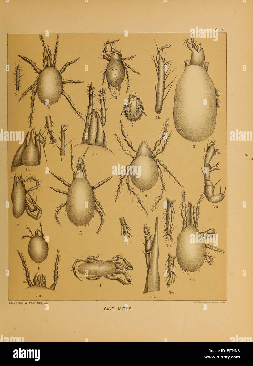 The cave fauna of North America (Pl. X): A study of the unique species ...