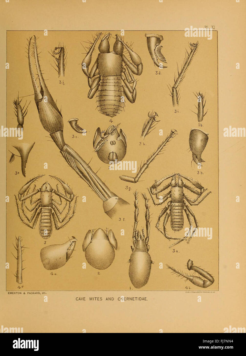 The Cave Fauna of North America details the diverse species inhabiting ...