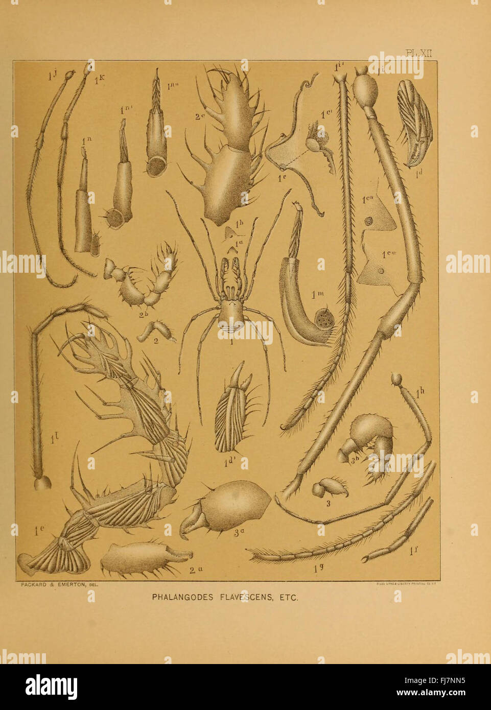 The Cave Fauna of North America: A Detailed Illustration of Cave ...
