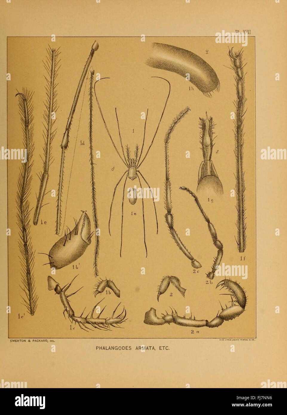 Cave Fauna of North America documents the unique species living in cave ...