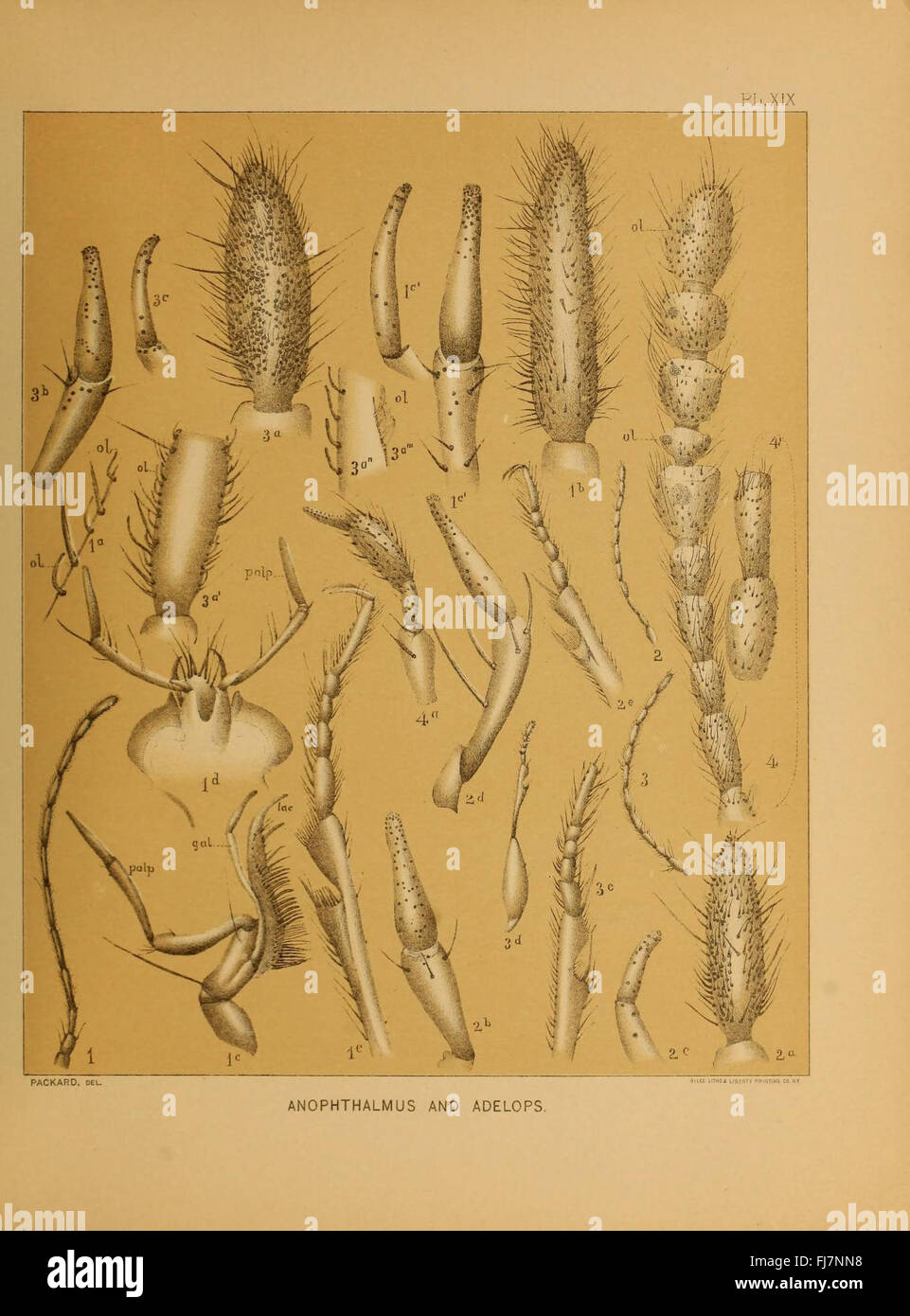 The cave fauna of North America (Pl. XIX), Cave animals North America ...